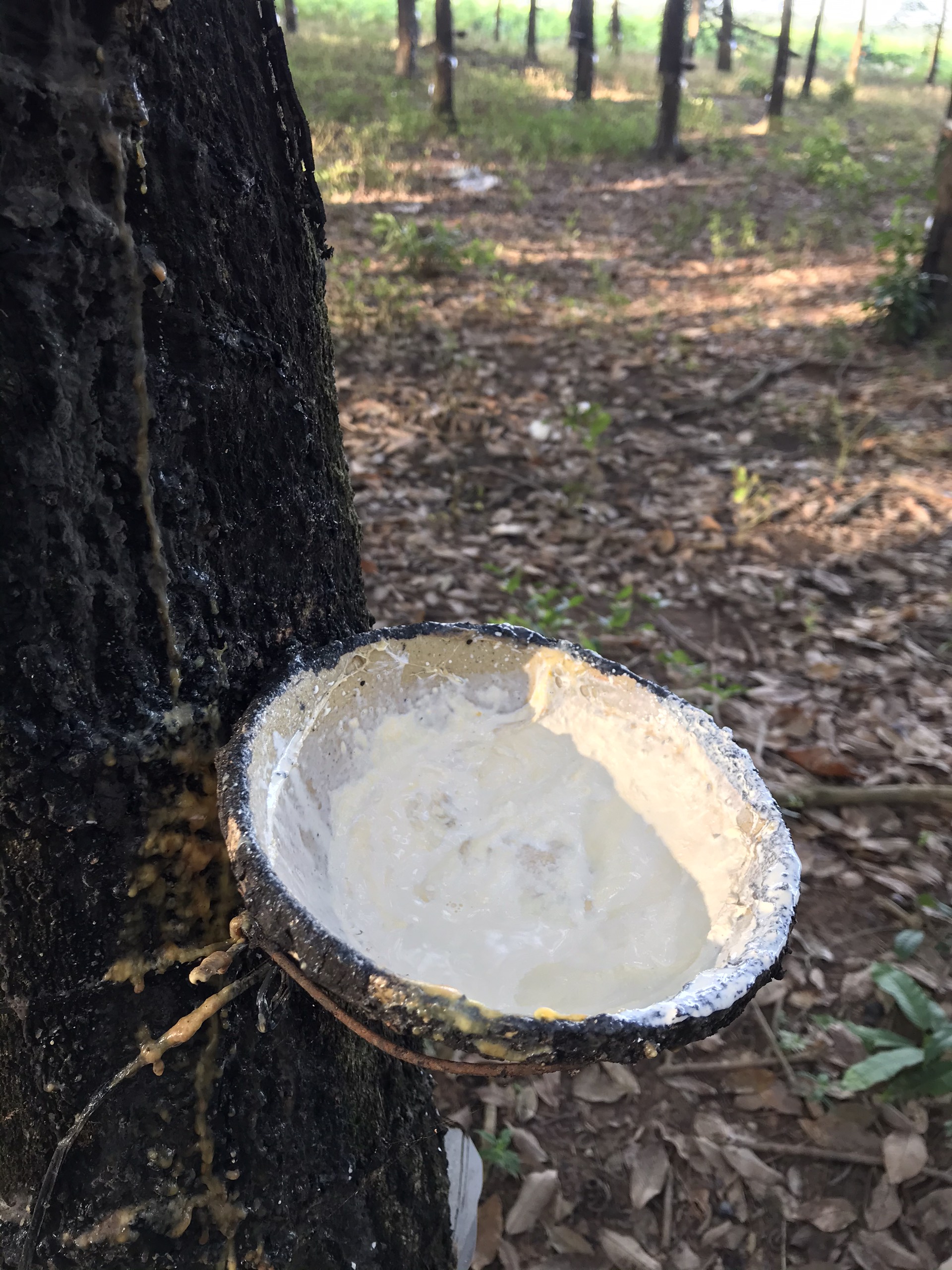 Natural Rubber Supply Chain Mapping in Vietnam - Fair Labor Association