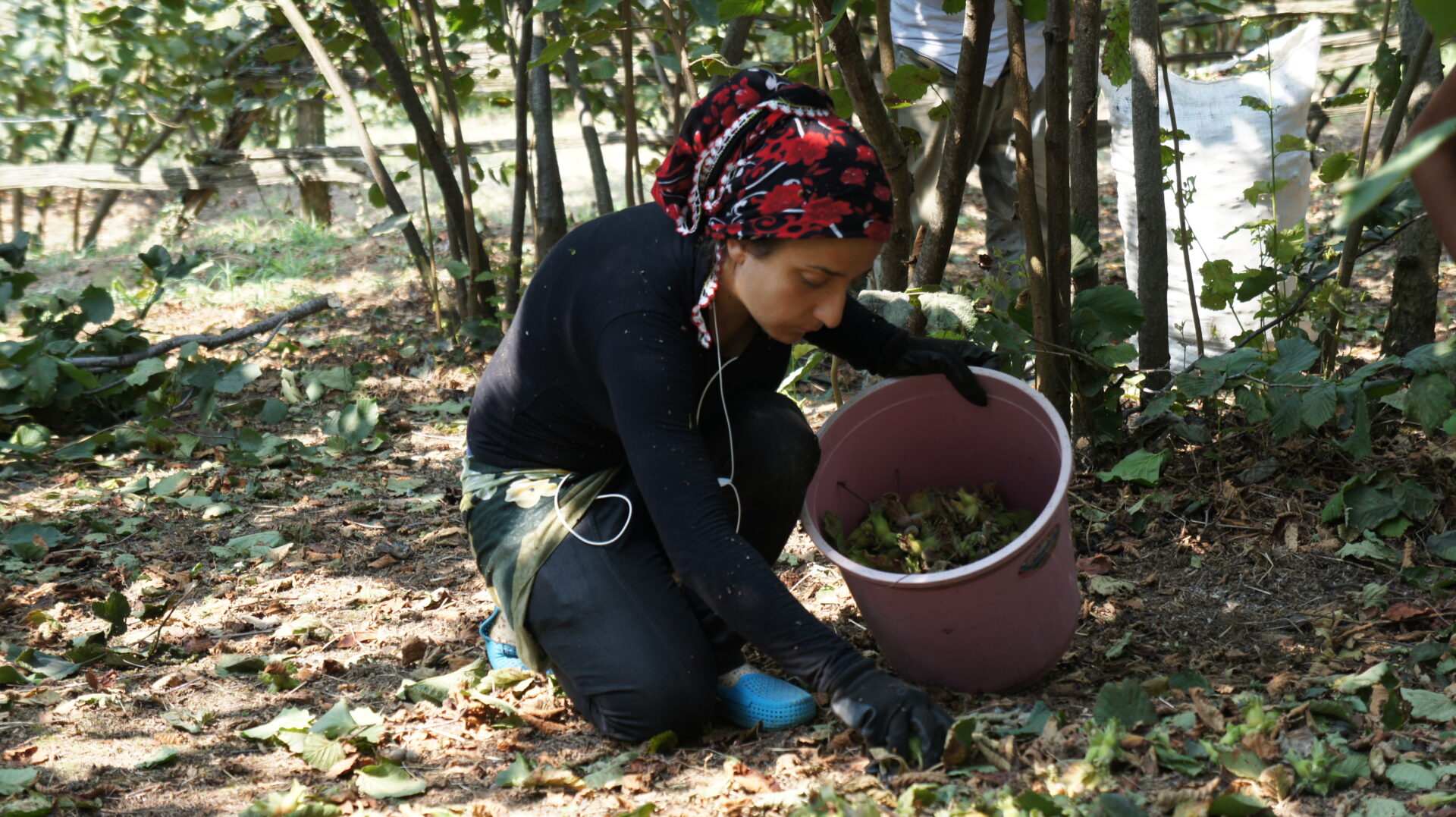 Piloting Strategies to Reduce Child Labor in the Hazelnut Harvest ...