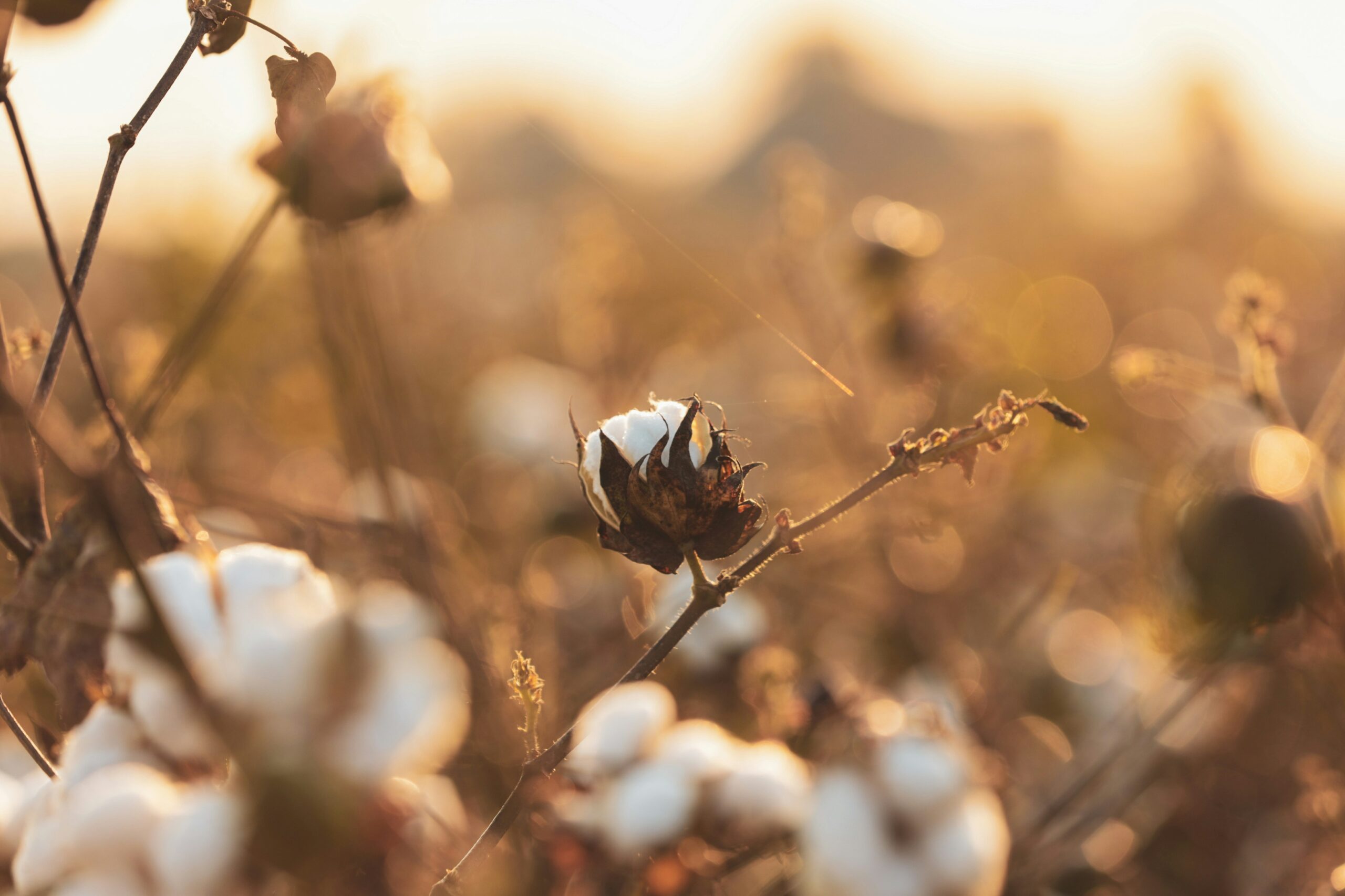 Harvesting the Future – Cotton in India - Fair Labor Association
