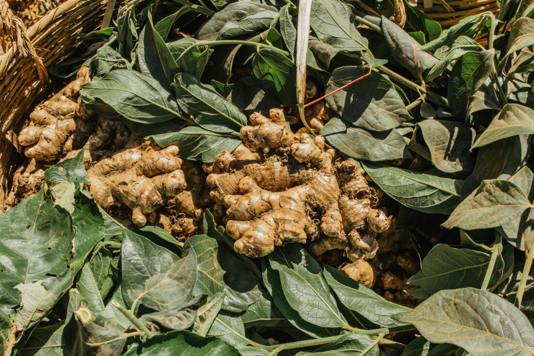 Eradication of Child Labor in Ginger Production in Nigeria - Fair Labor ...